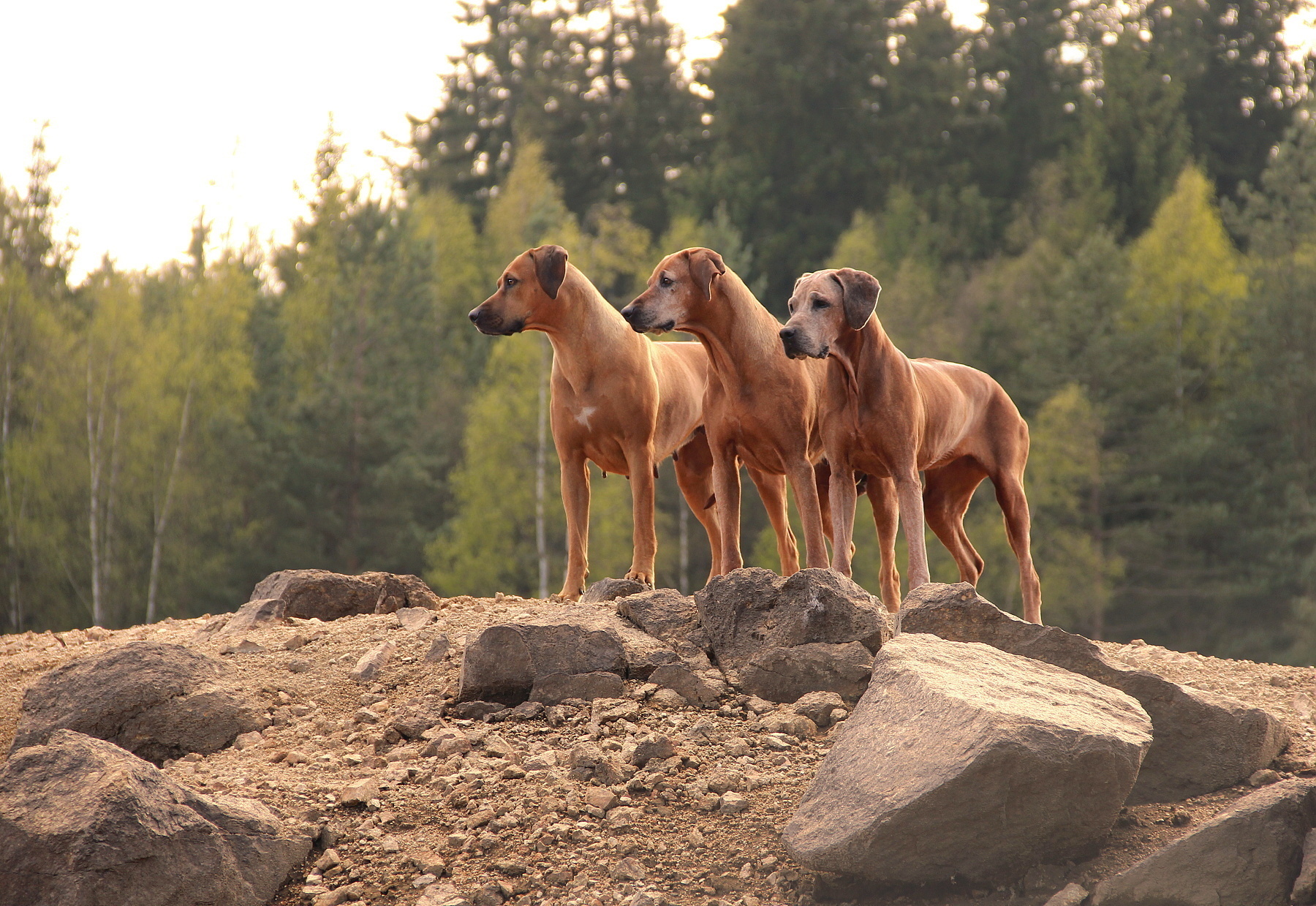 Český klub Rhodeských Ridgebacků | Informace o chovu Rhodéských Ridgebacků