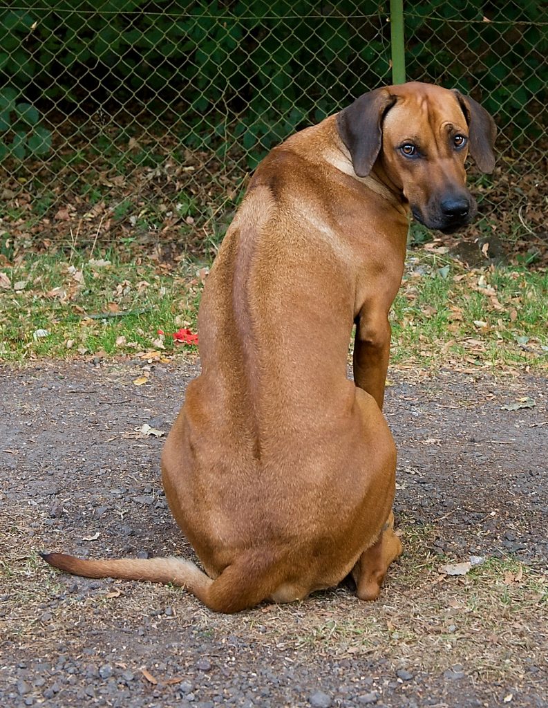 Poradci chovu - Český klub Rhodeských RidgebackůČeský klub Rhodeských ...