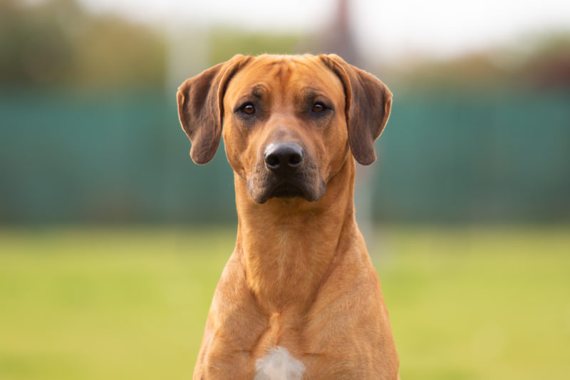 JEEPERS CREEPERS SLUNCE ZAMBEZI - Český klub Rhodeských RidgebackůČeský ...