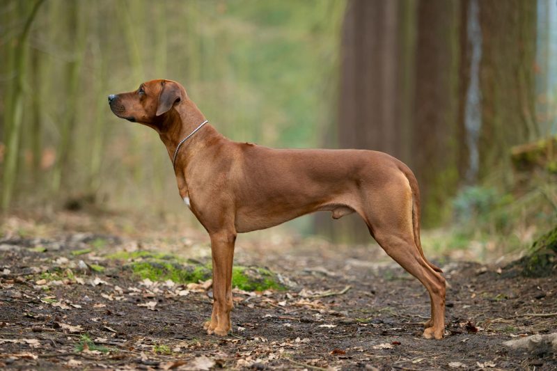 ABERFORTH AKANAKA - Český klub Rhodeských RidgebackůČeský klub ...