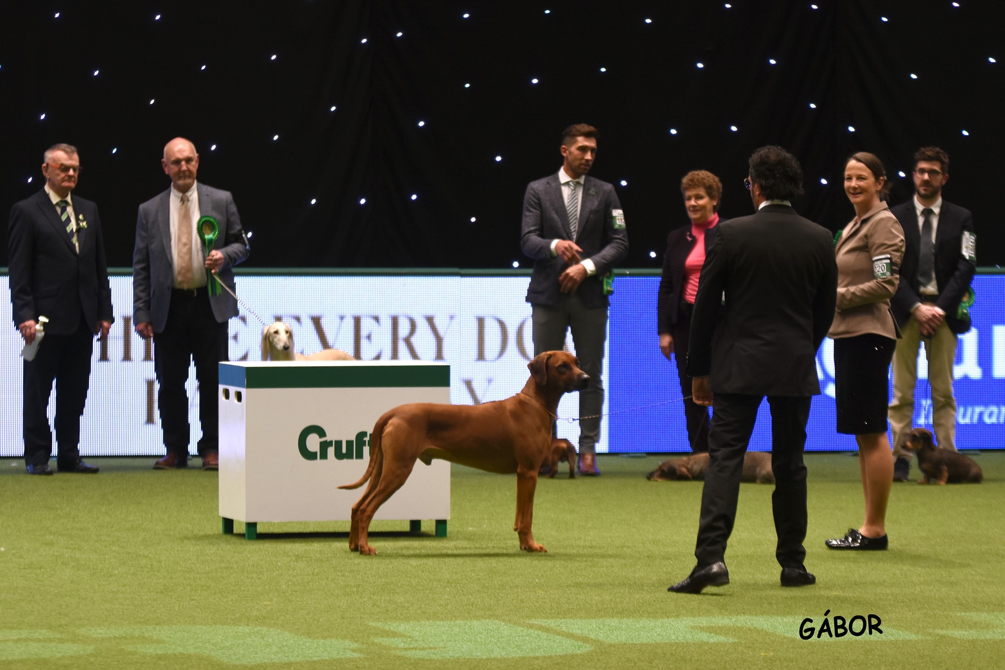 Workshop - handling - Český klub Rhodeských Ridgebacků