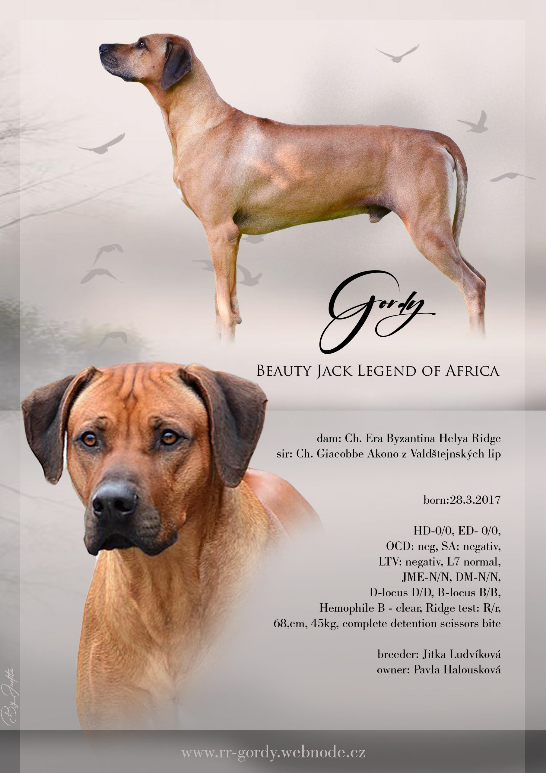 BEAUTY JACK LEGEND OF AFRICA - Český klub Rhodeských RidgebackůČeský ...