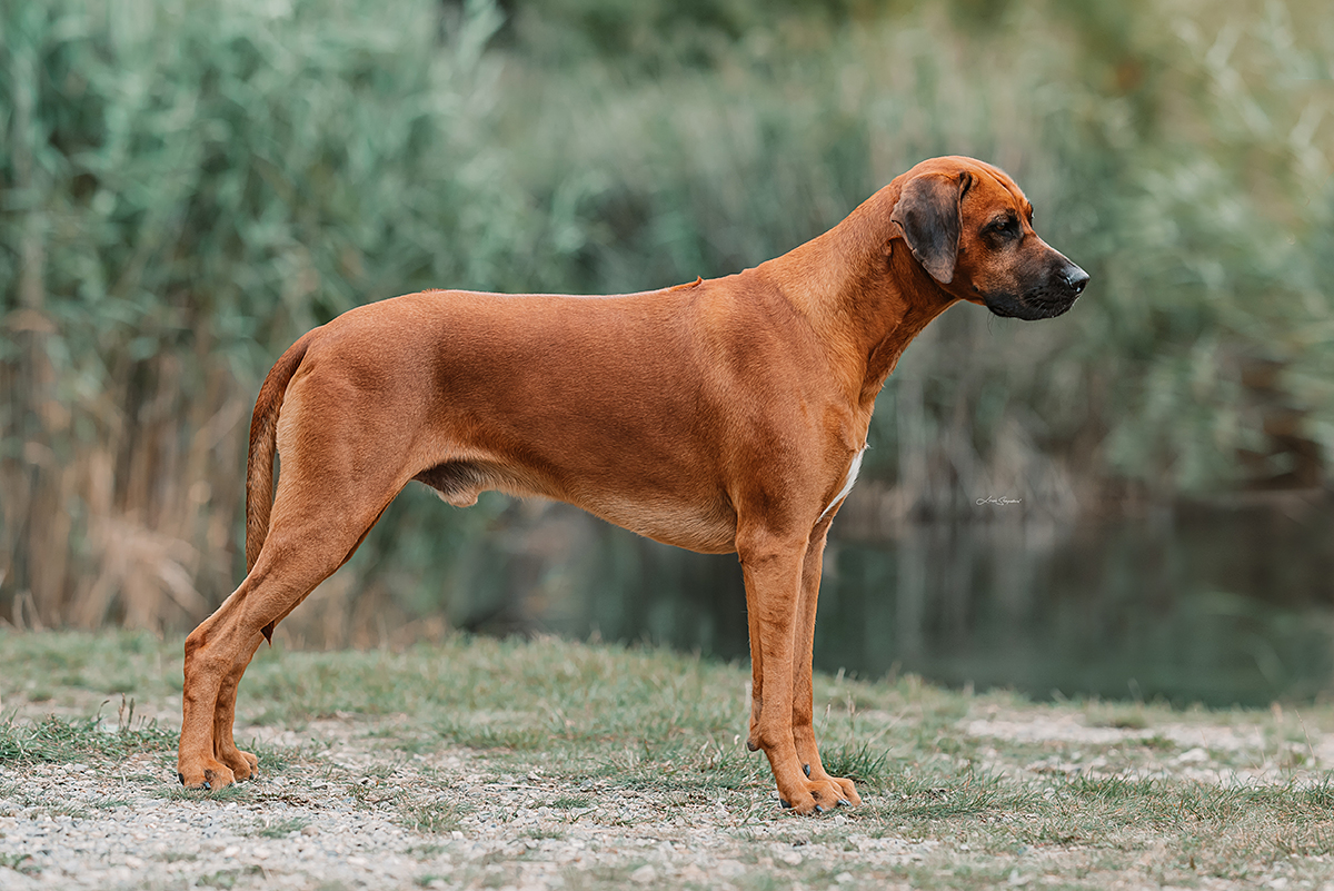 ARLO EQUINOX RHODESIAN HEART - Český klub Rhodeských RidgebackůČeský ...