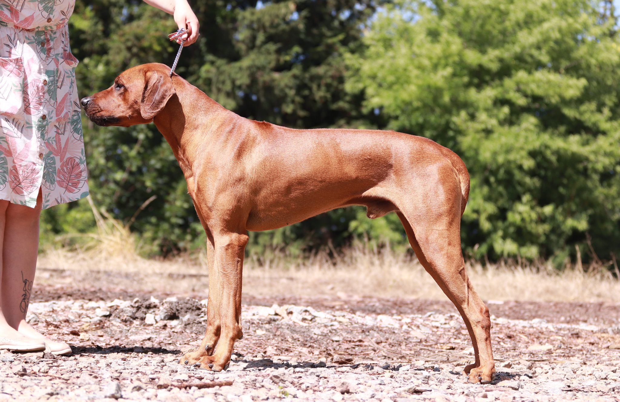 ADJATAY TEMITOPE LOTUS POWER - Český klub Rhodeských RidgebackůČeský ...