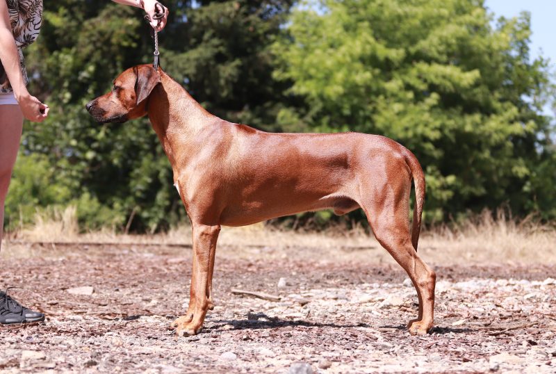 Bonitace 19.3.2023 + genetické testy ! - Český klub Rhodeských Ridgebacků