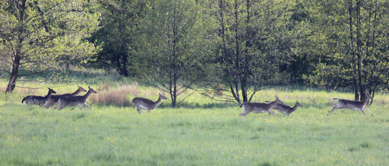 Lovecký seminář 25.6.2023 - Český klub Rhodeských Ridgebacků