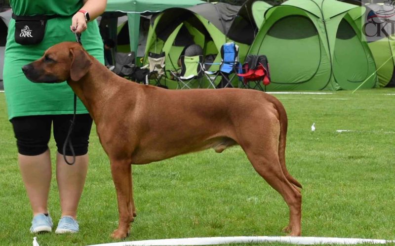 Přehlídka krycích psů 22.9.2023 - Český klub Rhodeských Ridgebacků