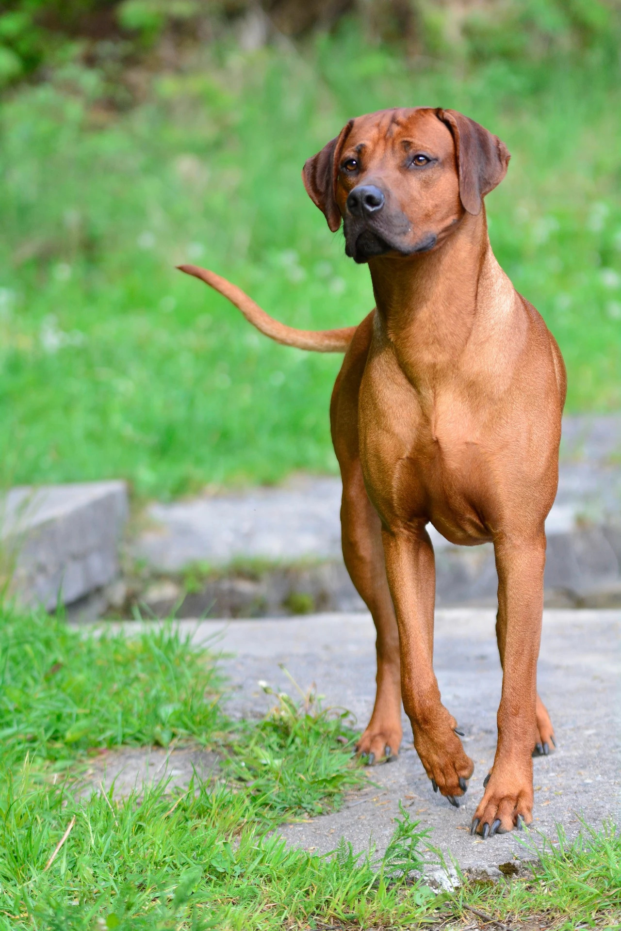 BRILLIANT SIMON OF RHODESIAN SHINE - Český klub Rhodeských ...