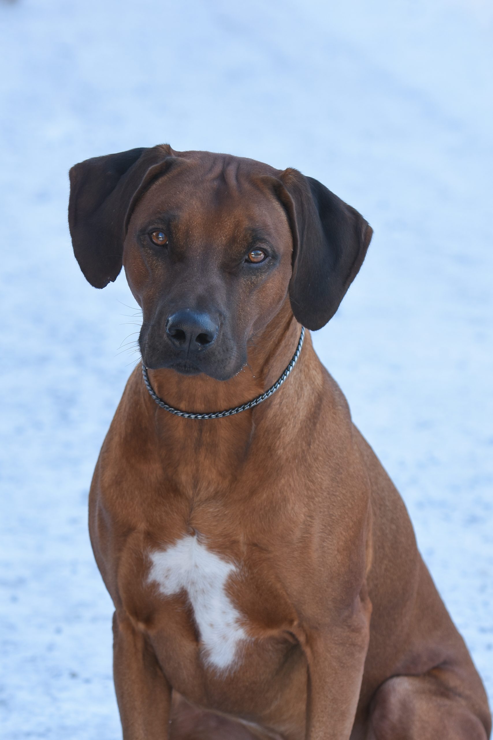 BABU MINKAH LOTUS POWER - Český klub Rhodeských RidgebackůČeský klub ...