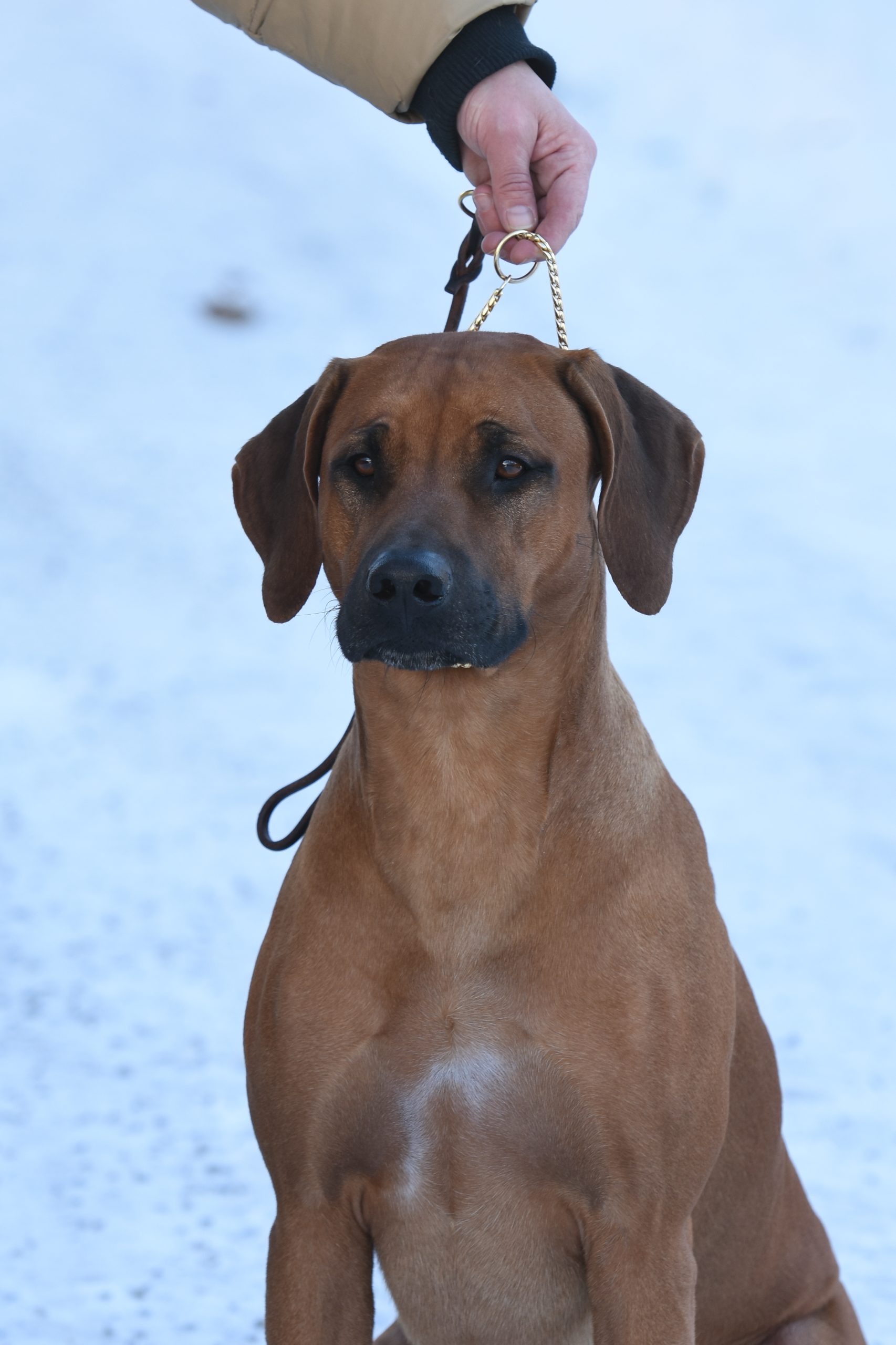 DORIÁN TONY AKA-MOONČeský klub Rhodeských Ridgebacků