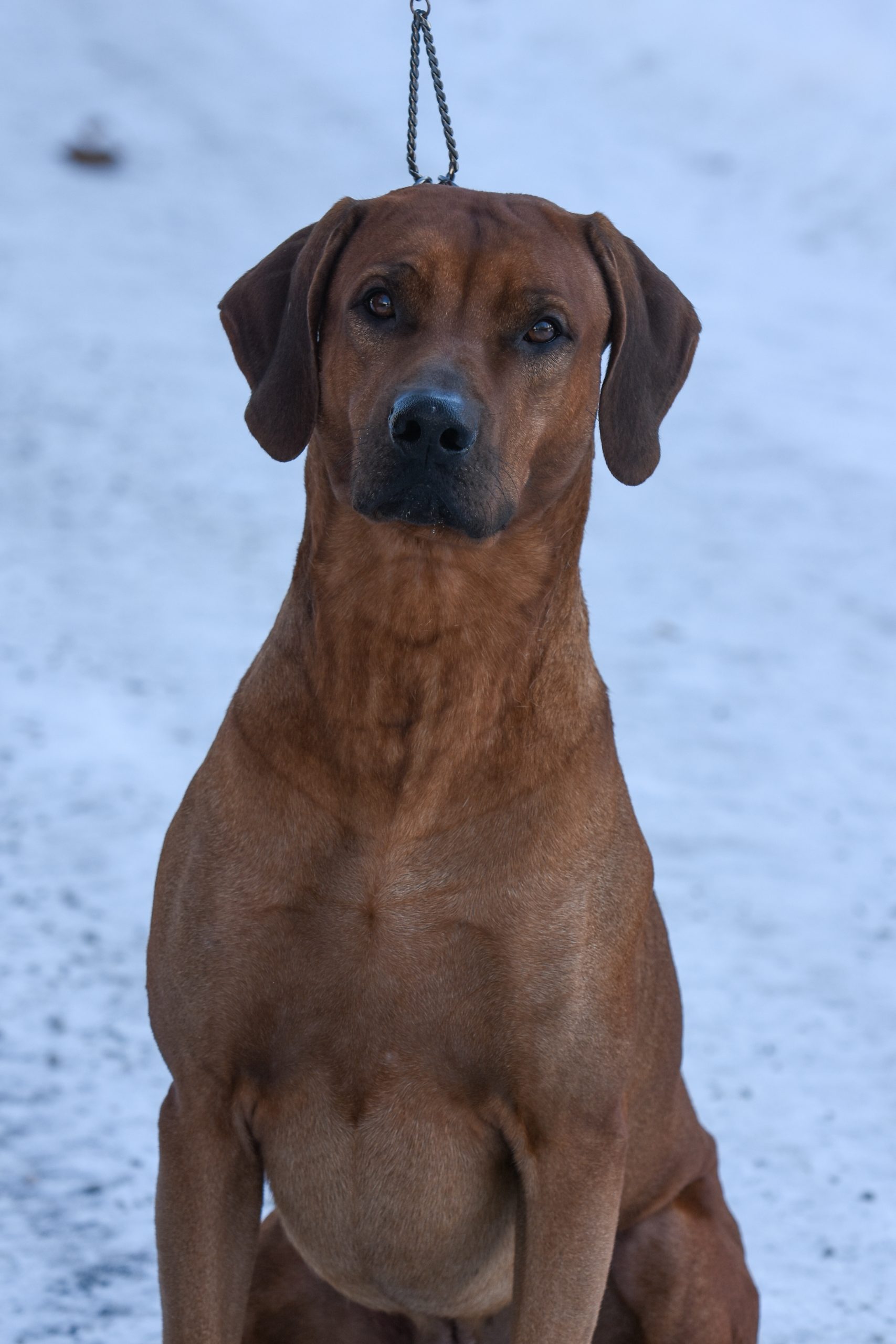 HESTON PERLA AFRIKY - Český klub Rhodeských RidgebackůČeský klub ...