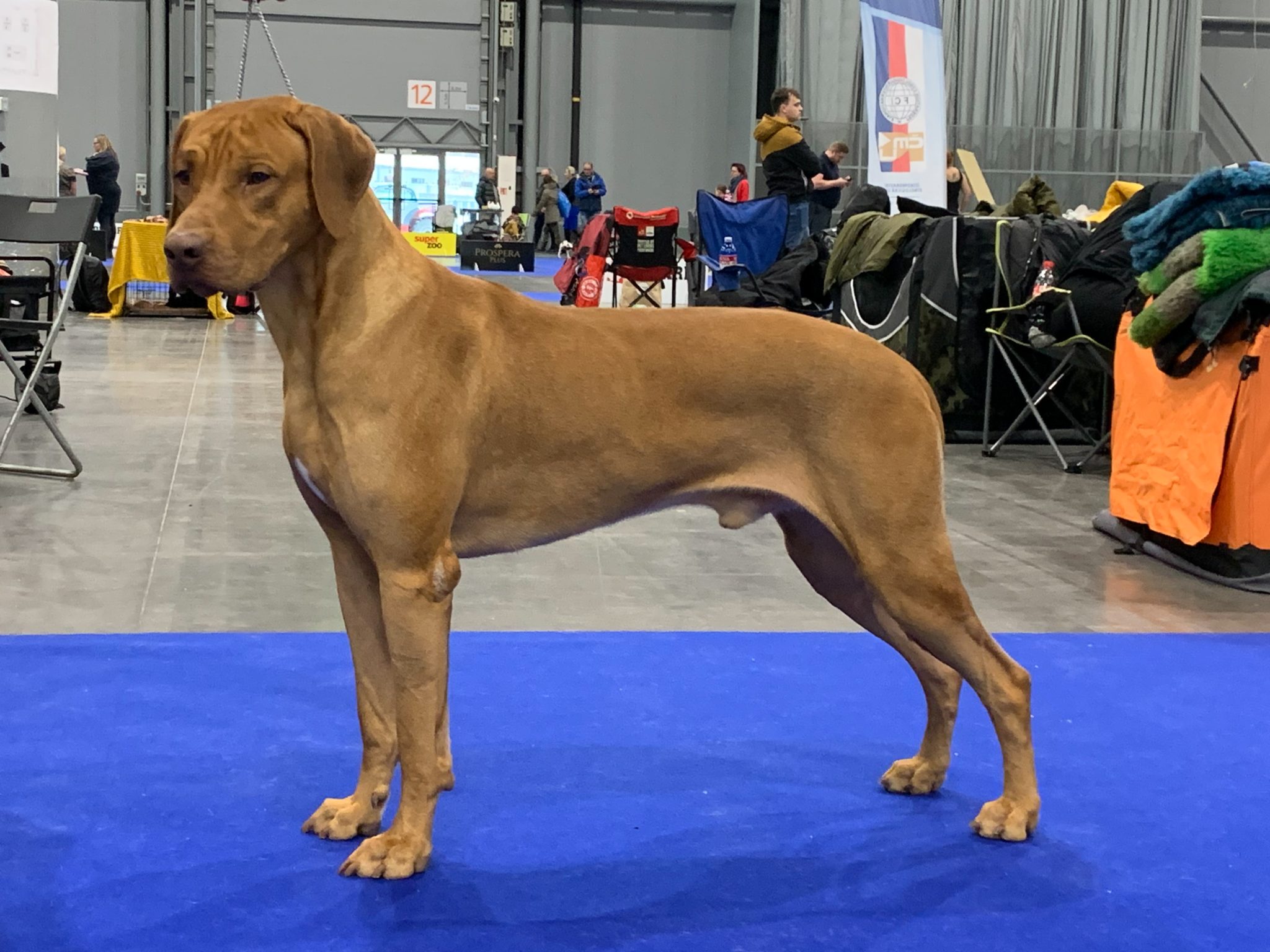 PINK PANTER SLUNCE ZAMBEZI - Český klub Rhodeských RidgebackůČeský klub ...