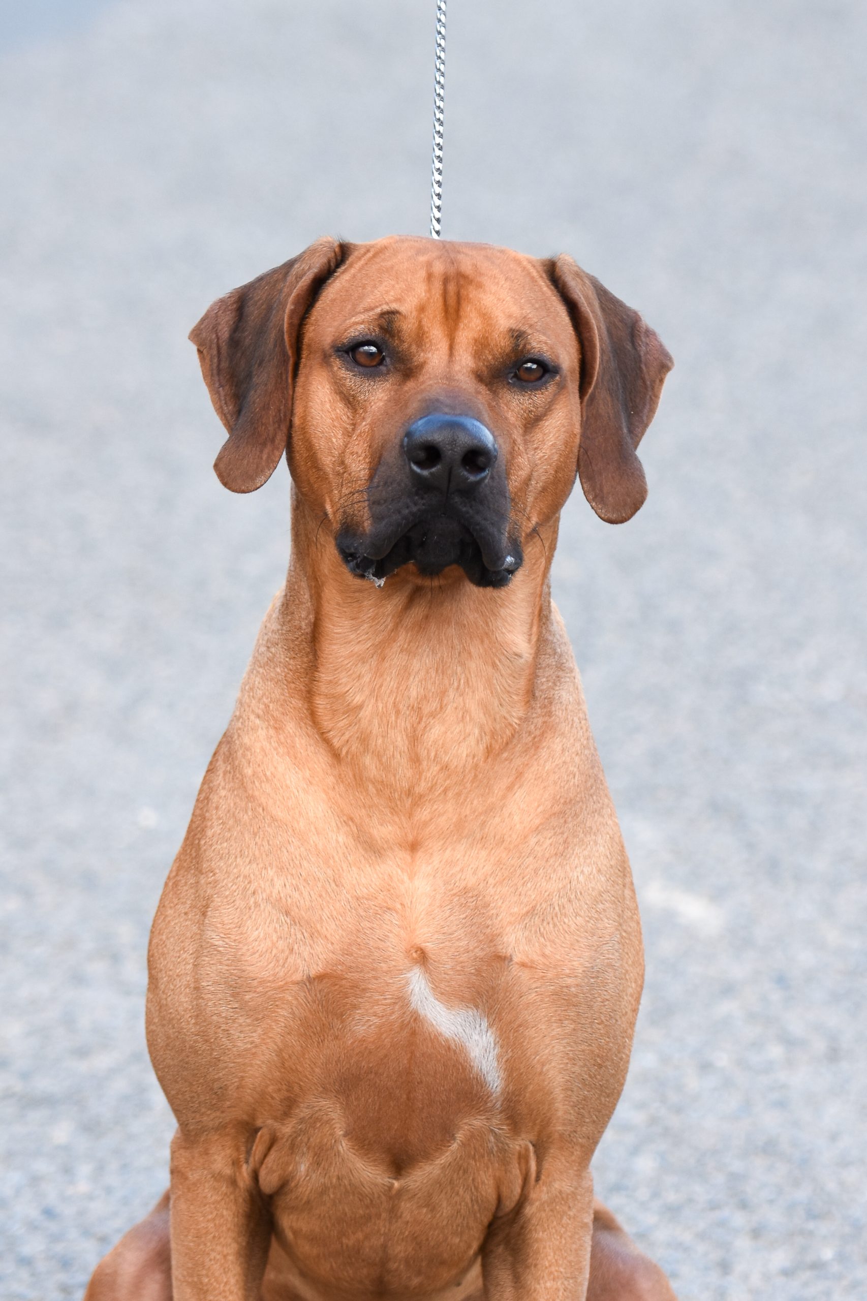 ARCHIBALD JASPER HAWAPORI - Český klub Rhodeských RidgebackůČeský klub ...